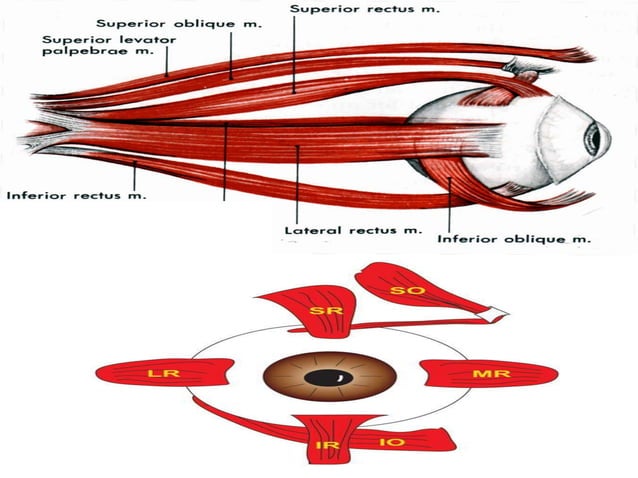 EXTRA OCULAR MUSCLES ANATOMY
