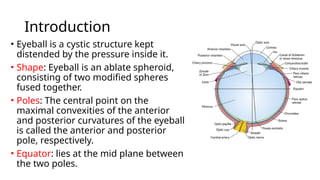 Comprehensive Anatomy and Function of the Eyeball and Ocular Muscles | PPTX