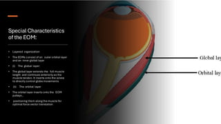 Extraocular muscle embryology and histology | PDF