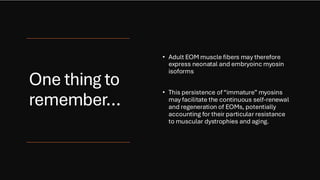 Extraocular muscle embryology and histology | PDF