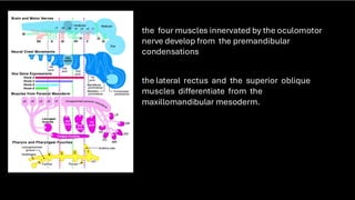 Extraocular muscle embryology and histology | PDF