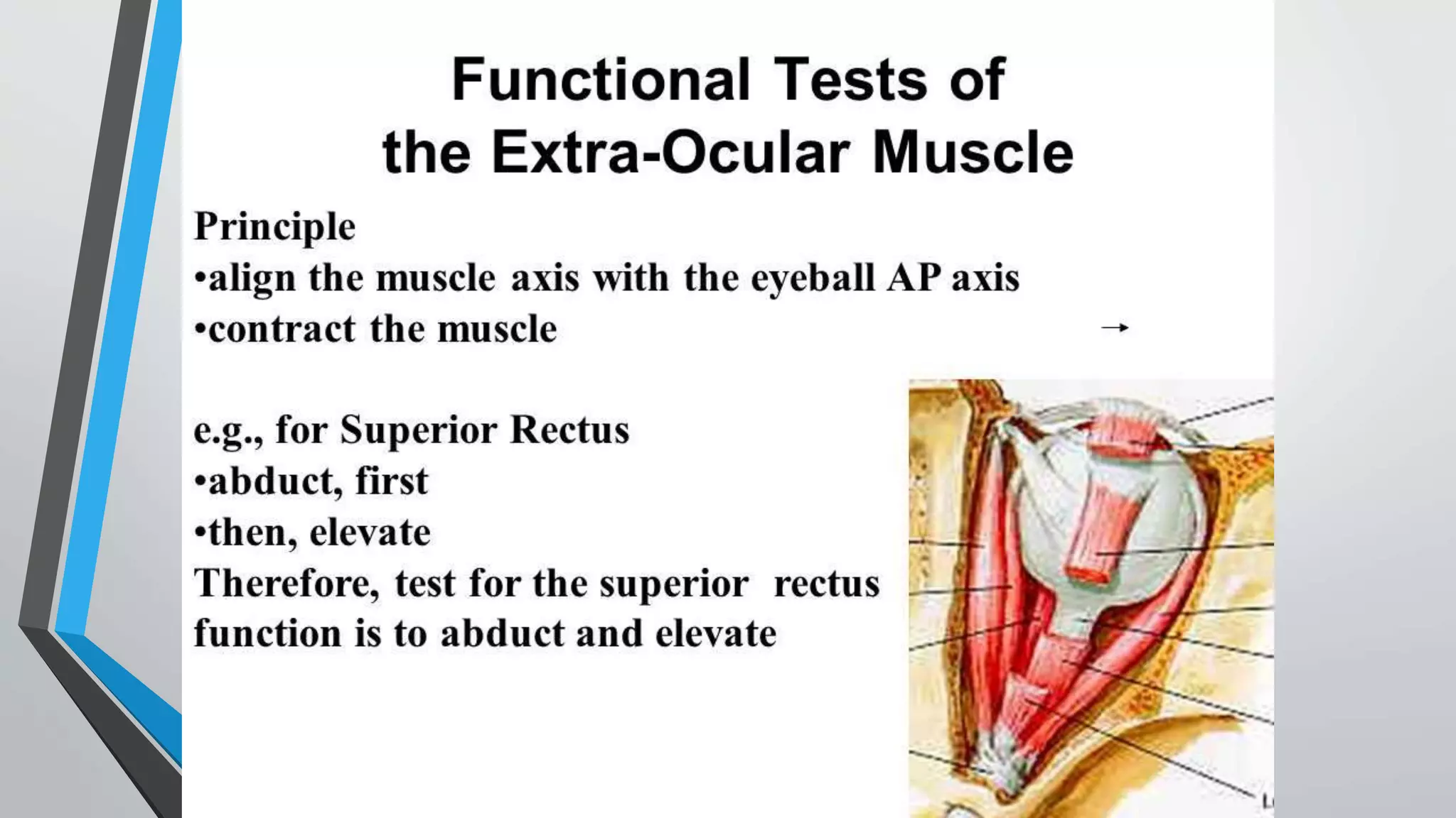 EXTRA OCULAR MUSCLES PHYSIOLOGY | PPTX