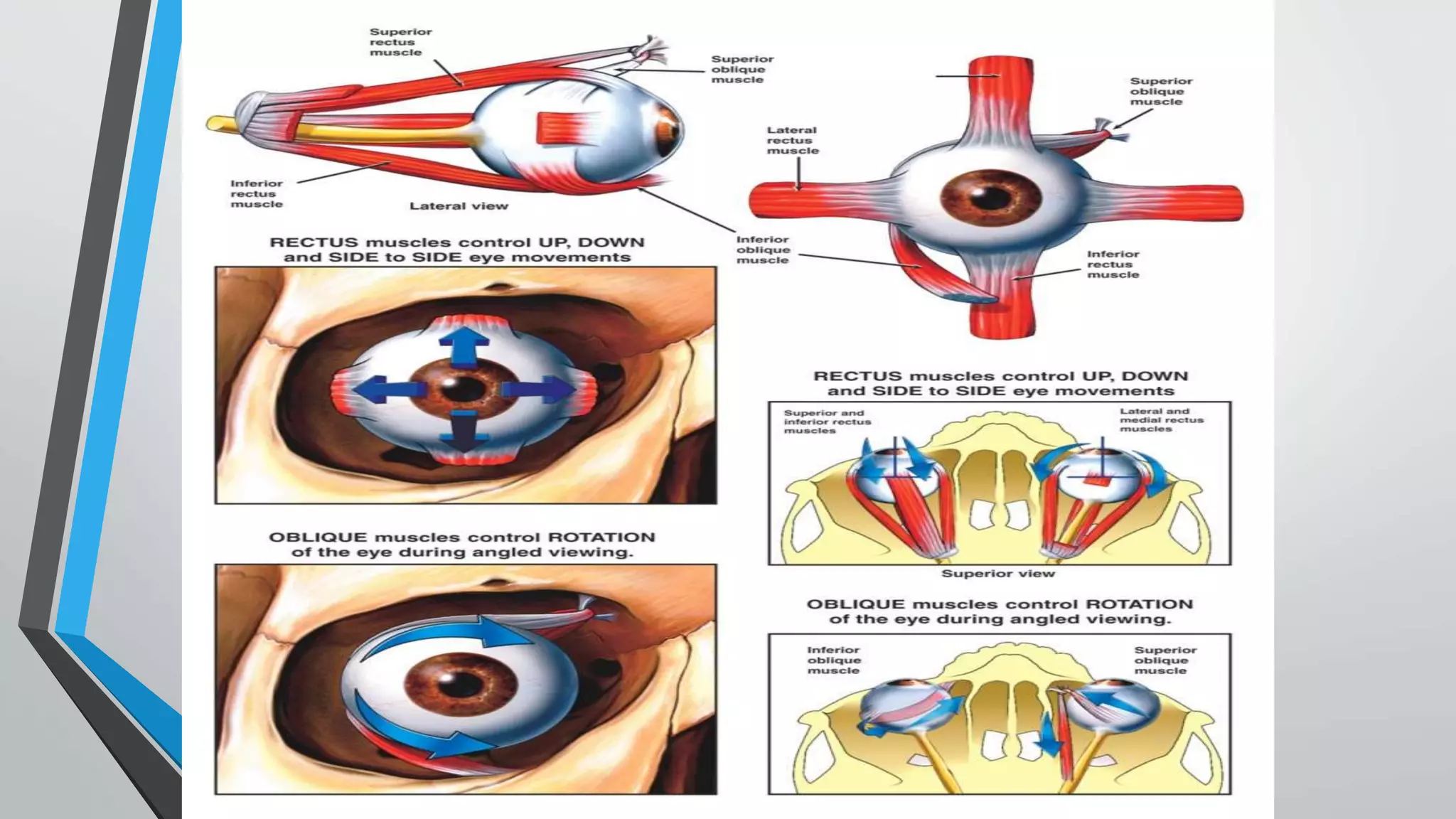 EXTRA OCULAR MUSCLES PHYSIOLOGY | PPTX