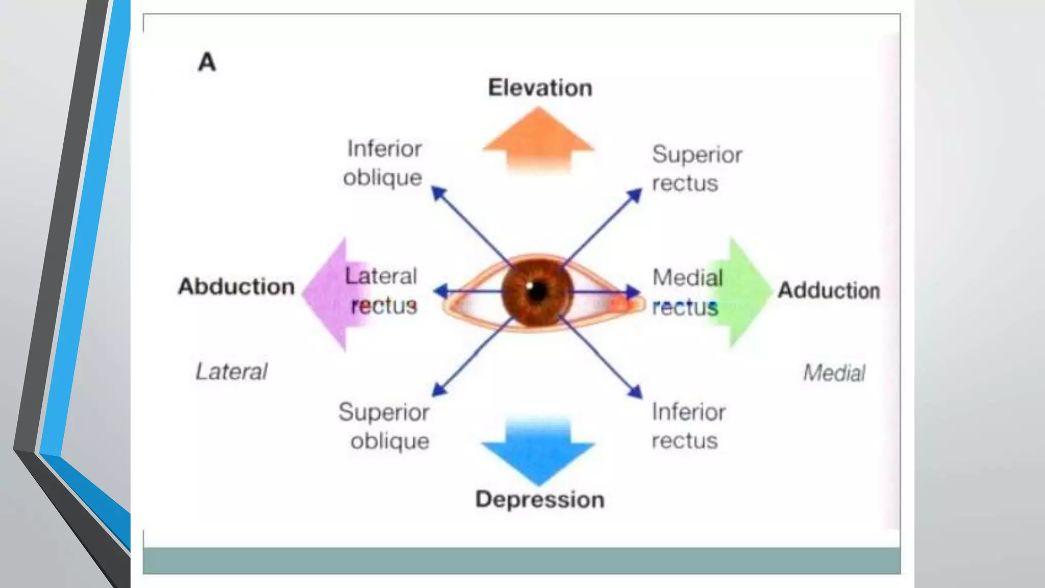 EXTRA OCULAR MUSCLES PHYSIOLOGY | PPTX