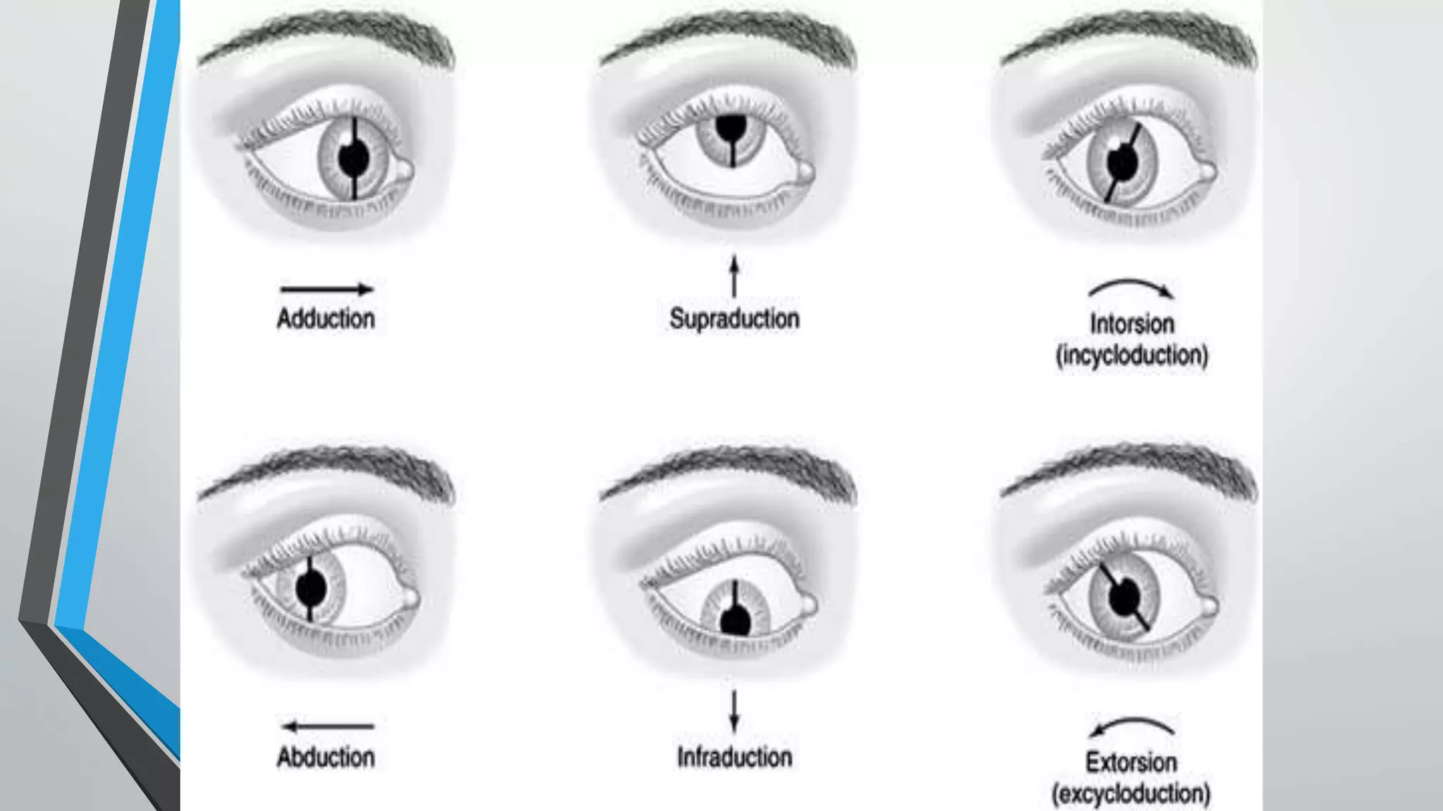 EXTRA OCULAR MUSCLES PHYSIOLOGY | PPTX
