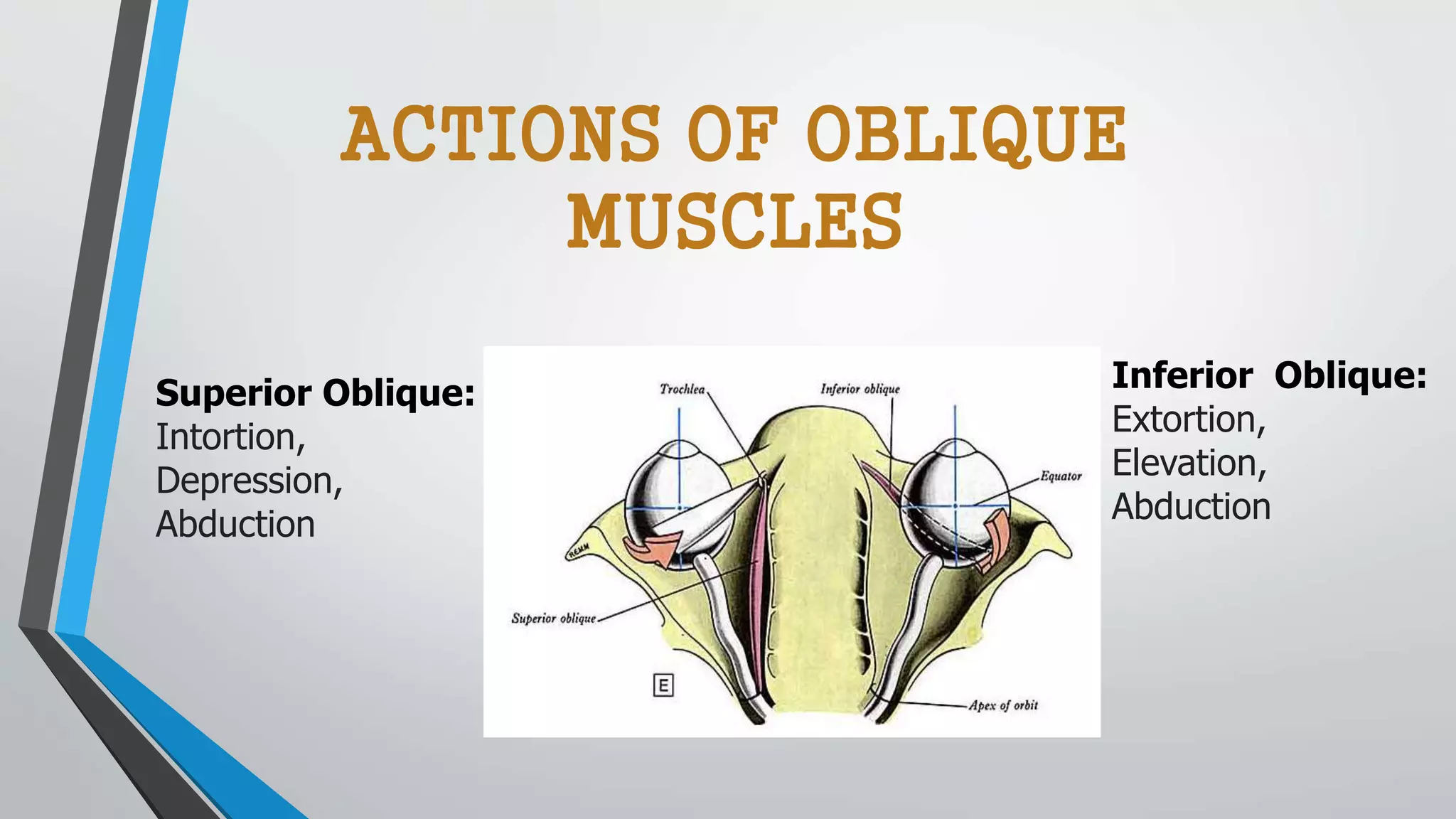EXTRA OCULAR MUSCLES PHYSIOLOGY | PPTX