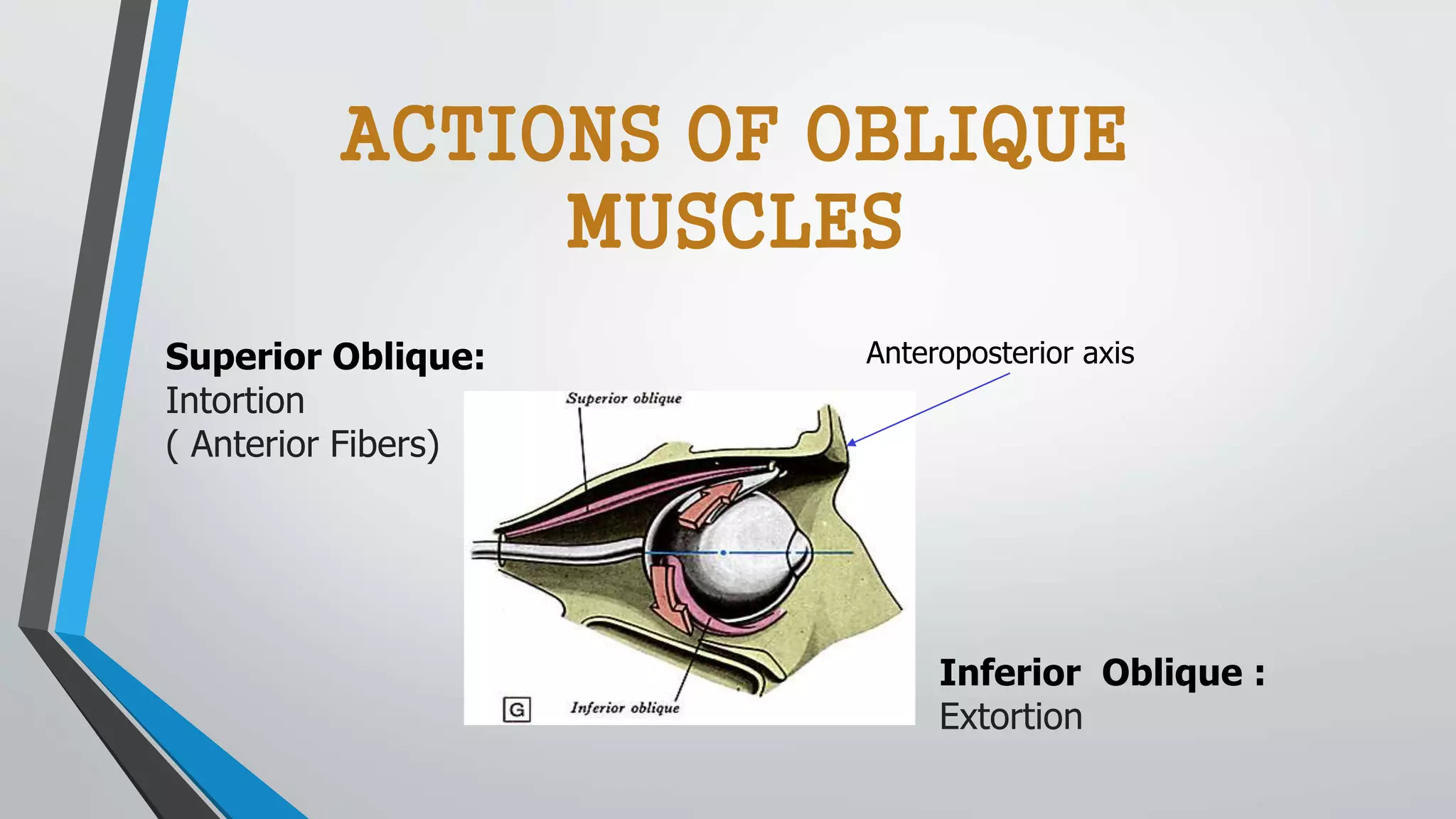 EXTRA OCULAR MUSCLES PHYSIOLOGY | PPTX