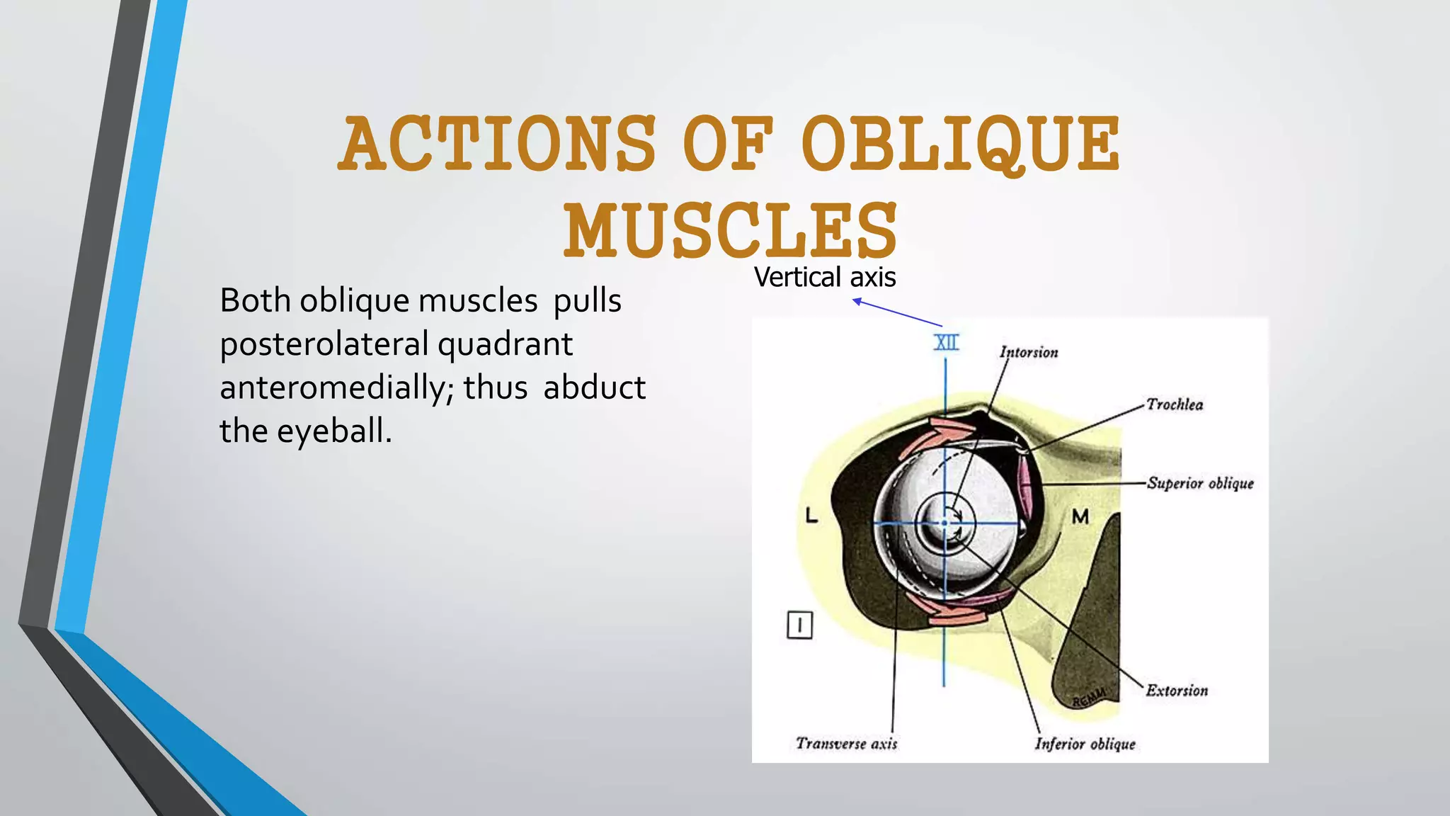 EXTRA OCULAR MUSCLES PHYSIOLOGY | PPTX