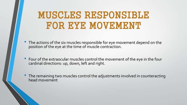 EXTRA OCULAR MUSCLES PHYSIOLOGY | PPTX | Eye and Vision Conditions ...
