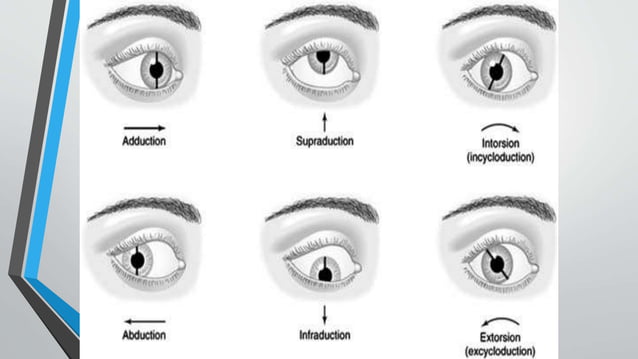 EXTRA OCULAR MUSCLES PHYSIOLOGY | PPTX | Eye and Vision Conditions ...