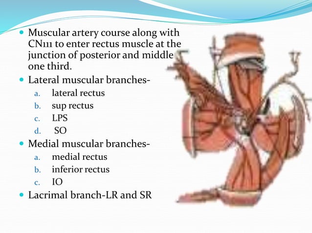 Eom ppt | PPTX | Eye and Vision Conditions | Diseases and Conditions