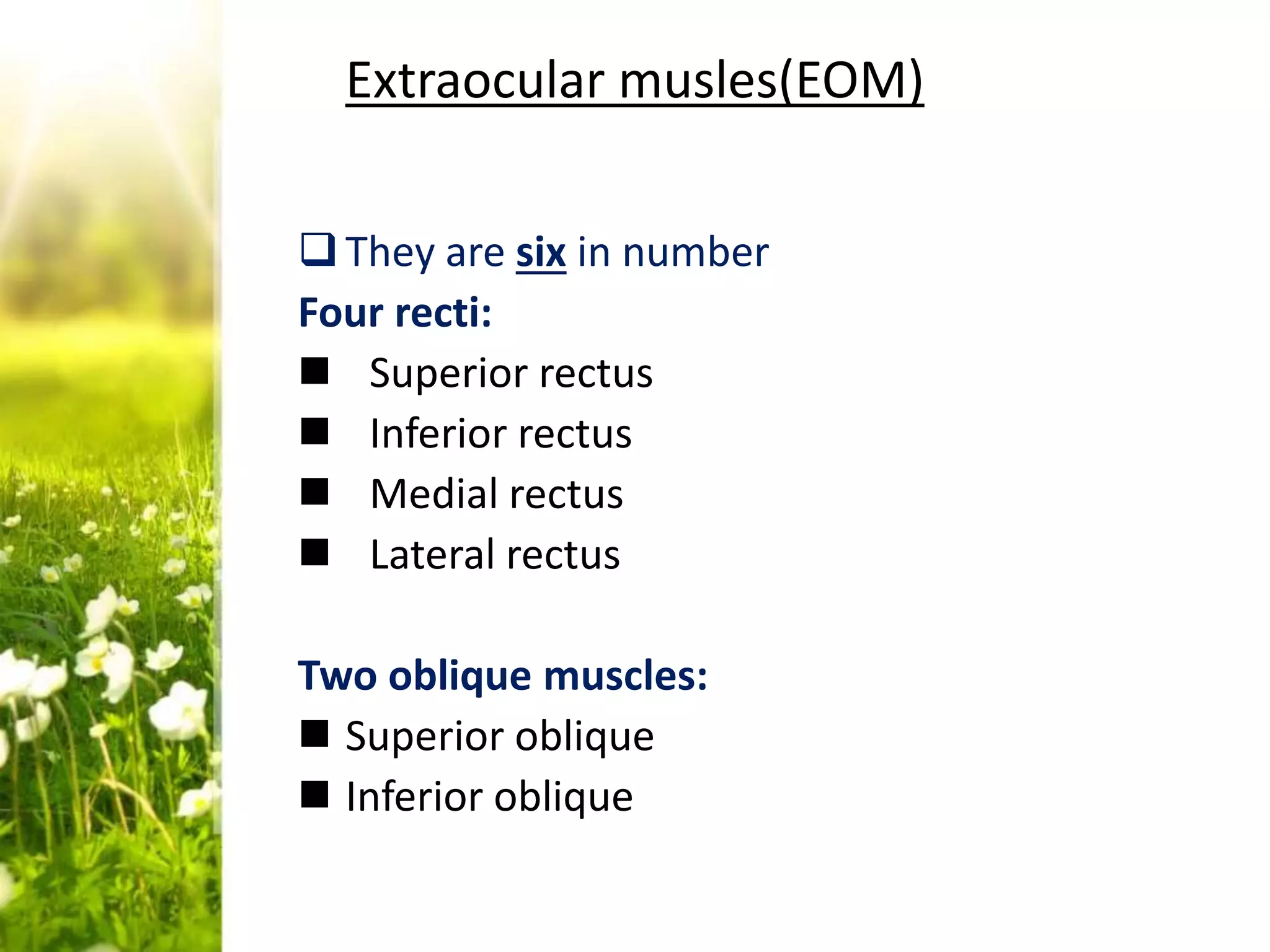 Anatomy and physiology of extraocular muscles and applied aspects | PPTX