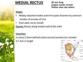 Anatomy and physiology of extraocular muscles and applied aspects | PPTX