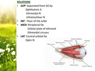Anatomy and physiology of extraocular muscles and applied aspects | PPTX