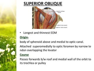 Anatomy and physiology of extraocular muscles and applied aspects | PPTX
