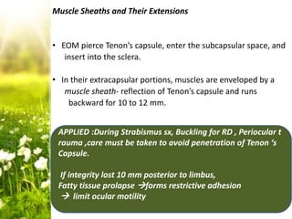 Anatomy and physiology of extraocular muscles and applied aspects | PPTX