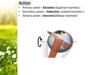 Anatomy and physiology of extraocular muscles and applied aspects | PPTX