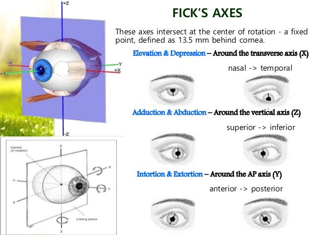 Anatomy and physiology of extraocular muscles and applied aspects
