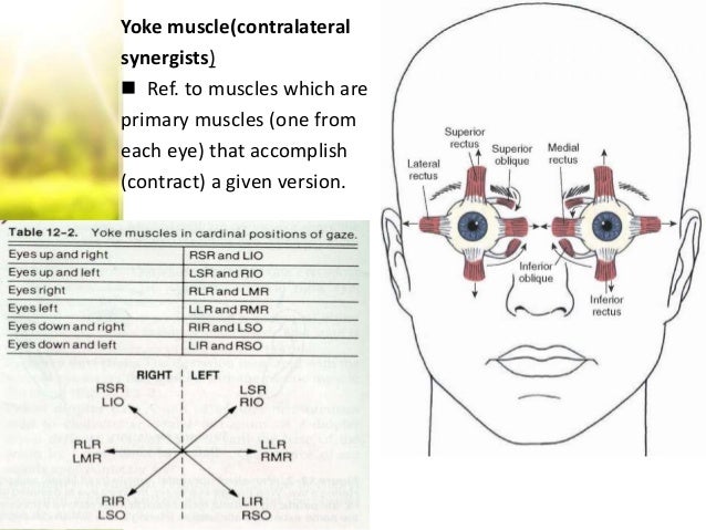 Anatomy and physiology of extraocular muscles and applied aspects