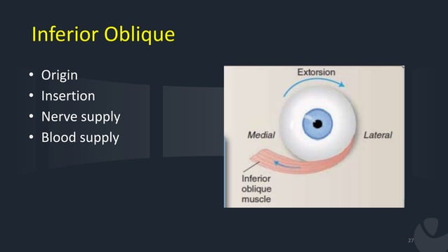 Eoms & ocular motility | PPTX | Eye and Vision Conditions | Diseases ...