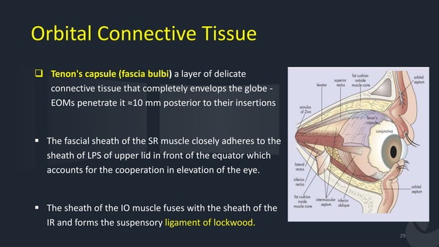 Eoms & ocular motility | PPTX | Eye and Vision Conditions | Diseases ...