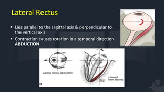 Eoms & ocular motility | PPTX