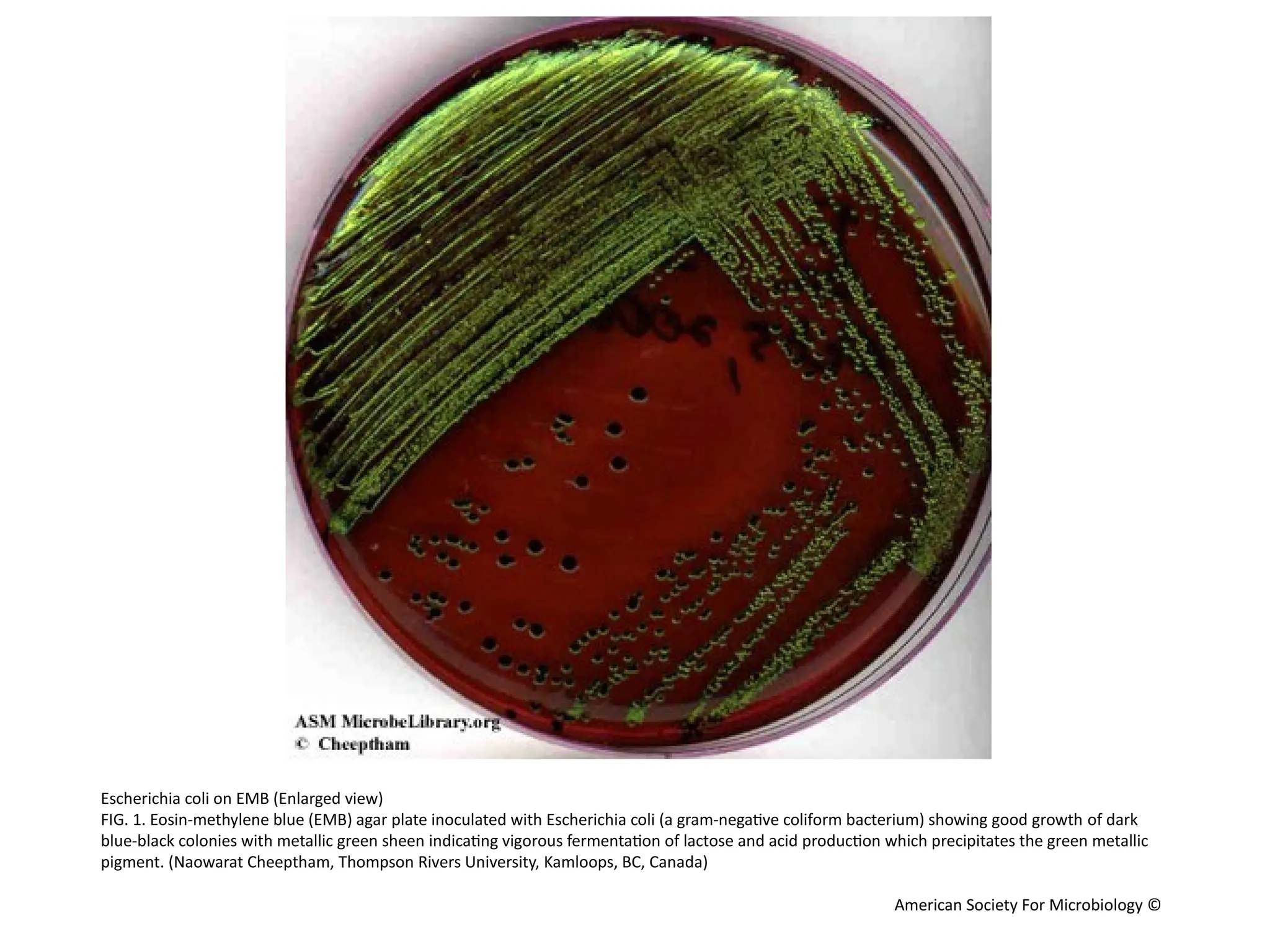 Eosin Methylen Blue Agar Media for Eschherichia Coli | PPTX