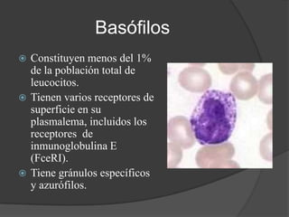 Eosinofilos Histologia | PPTX