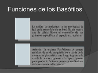 Eosinofilos Histologia | PPTX