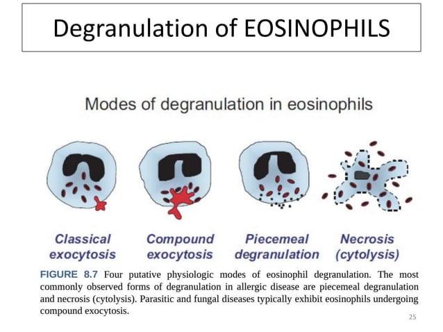 Eosinophilia | PPTX | Blood Disorders | Diseases and Conditions