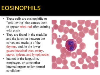 Eosinophil Slide