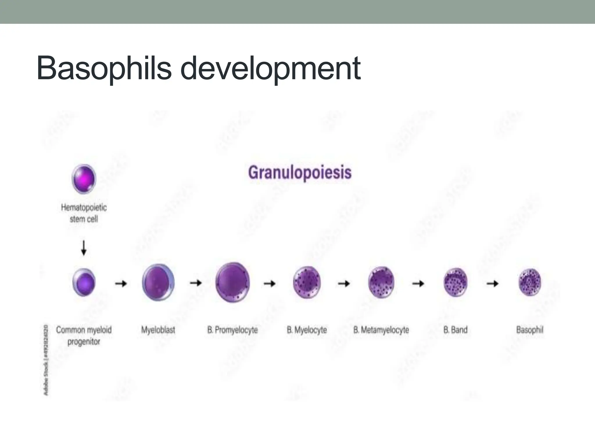 Eosinophils and BASOPHILSkhadeejaimad.pptx