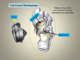 Extra-Osseous TaloTarsal Stabilization Treatment Guide | PPT