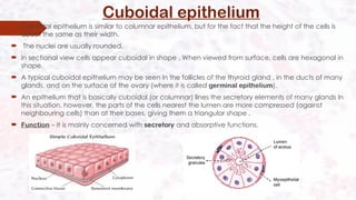 COMPLETE DETAILS OF EIPTHELIA TISSUE WITH DIAGRAM | PPTX