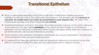 COMPLETE DETAILS OF EIPTHELIA TISSUE WITH DIAGRAM | PPT