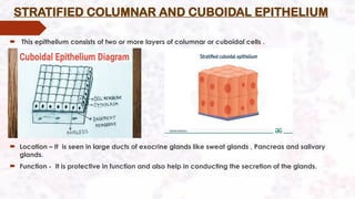 COMPLETE DETAILS OF EIPTHELIA TISSUE WITH DIAGRAM | PPTX