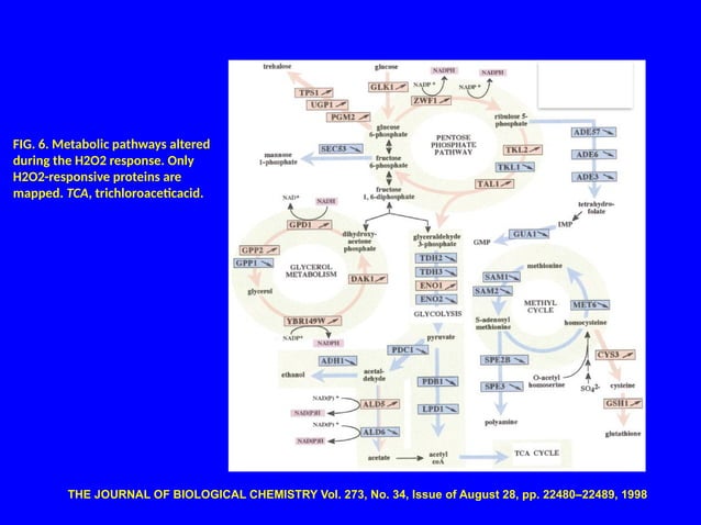 oxidative stress oxidative stress oxidative stress | PPT
