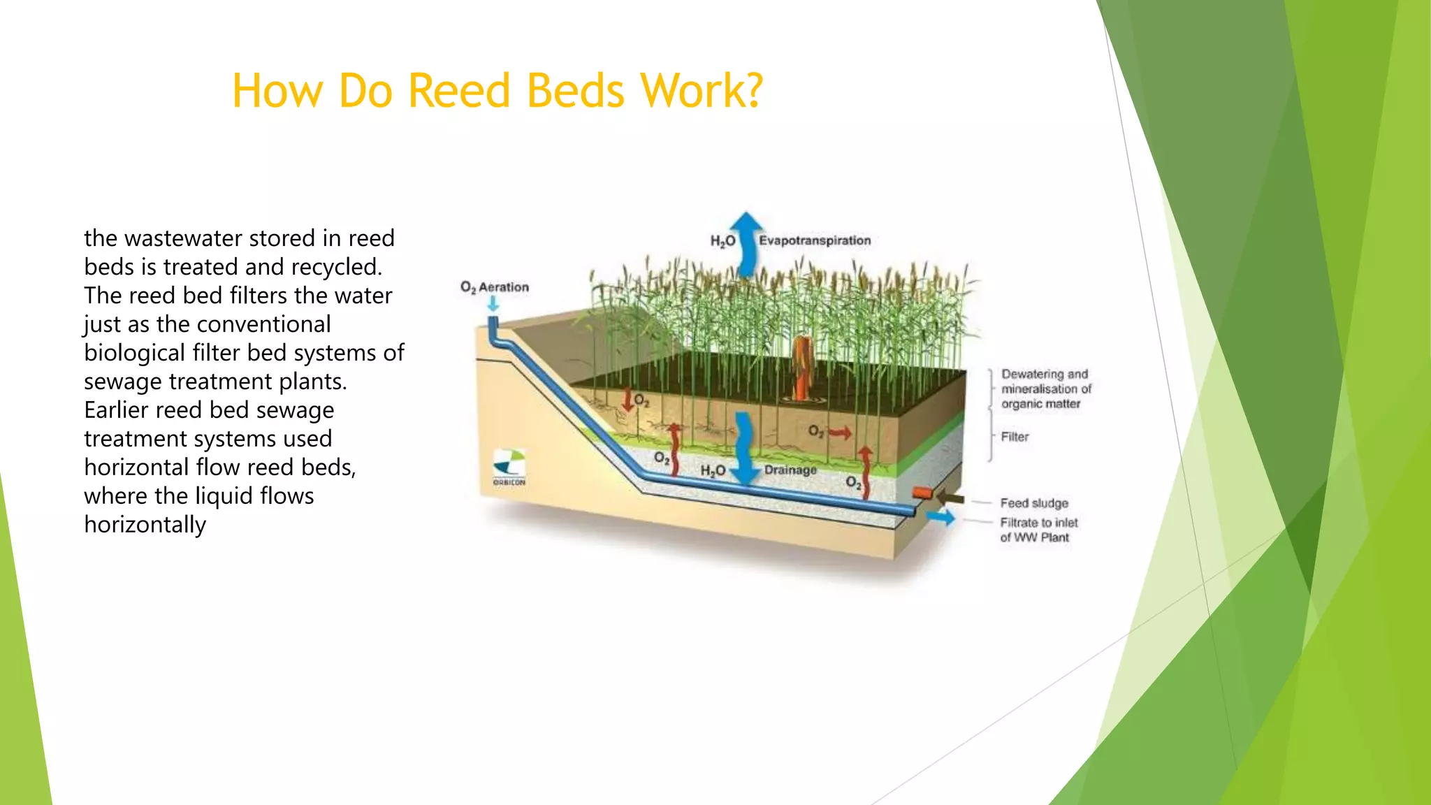 The use of reed beds for the treatment of sewage and wastewater. | PPT