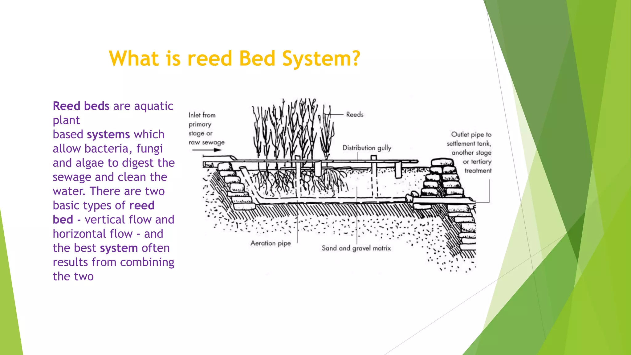 The use of reed beds for the treatment of sewage and wastewater. | PPT