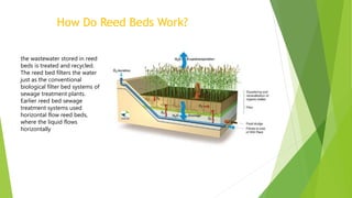 The use of reed beds for the treatment of sewage and wastewater. | PPT