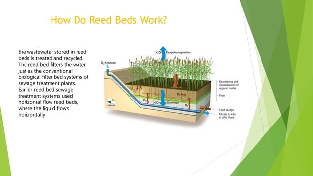 The use of reed beds for the treatment of sewage and wastewater. | PPT