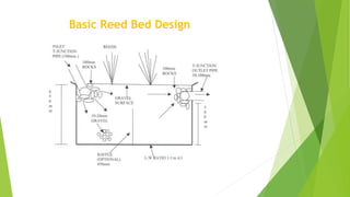 The use of reed beds for the treatment of sewage and wastewater. | PPT