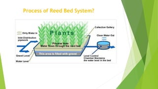 The use of reed beds for the treatment of sewage and wastewater. | PPT