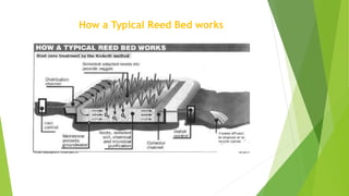 The use of reed beds for the treatment of sewage and wastewater. | PPT