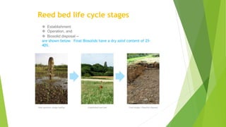 The use of reed beds for the treatment of sewage and wastewater. | PPT