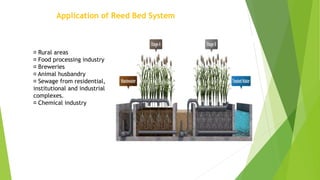 The use of reed beds for the treatment of sewage and wastewater. | PPTX