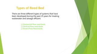 The use of reed beds for the treatment of sewage and wastewater. | PPT