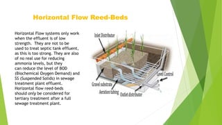 The use of reed beds for the treatment of sewage and wastewater. | PPT