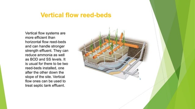 The use of reed beds for the treatment of sewage and wastewater. | PPT