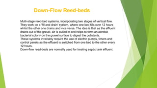 The use of reed beds for the treatment of sewage and wastewater. | PPT